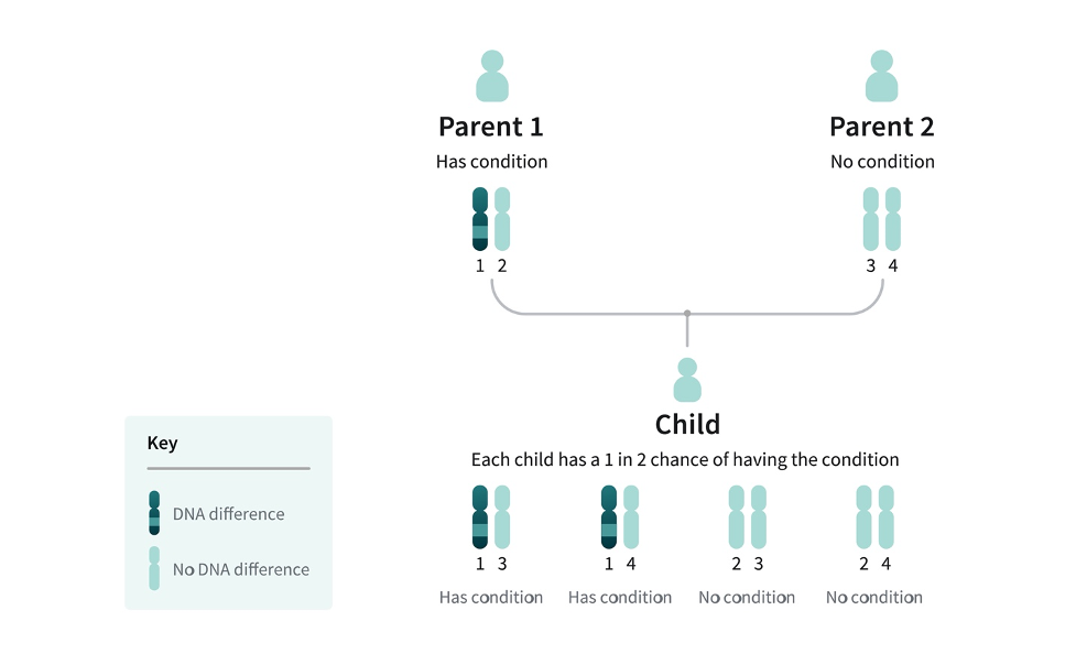 A Brief Genetics Lesson as it Relates to BRCA